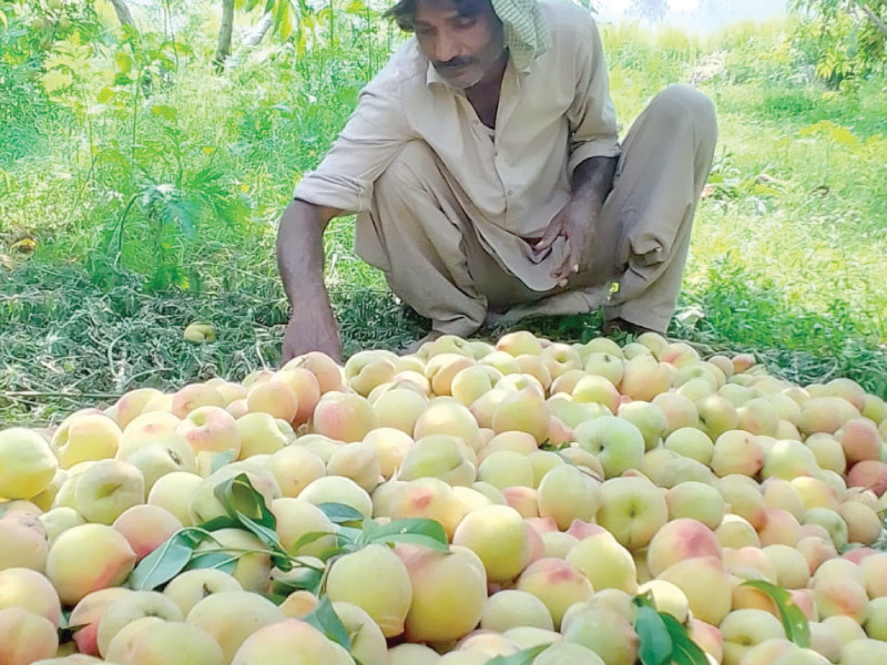 Kot Momin emerges as peach hub