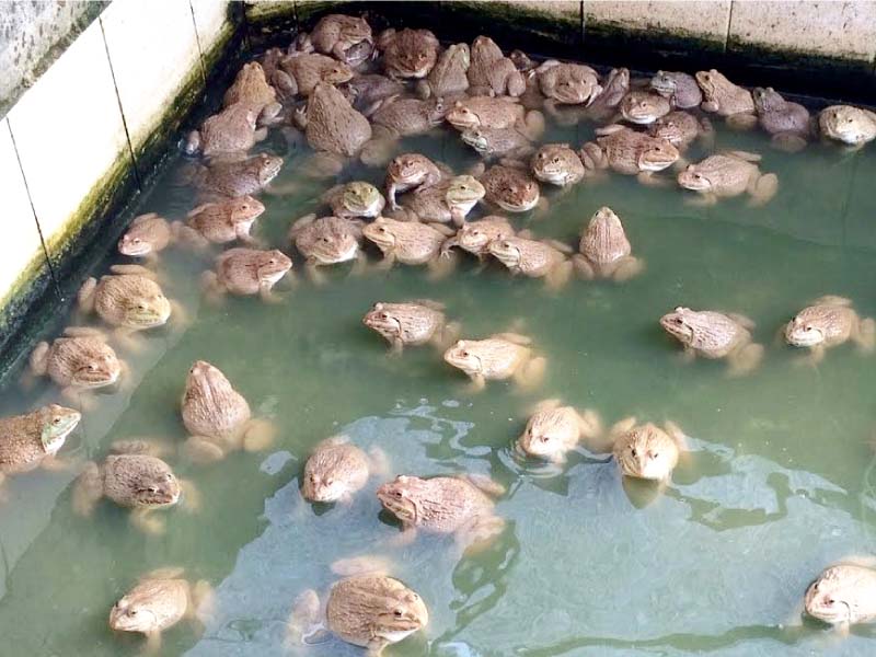 Farming of frogs and turtles on the cards