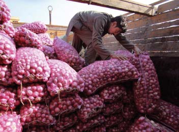 Onion import: 35 containers to arrive soon