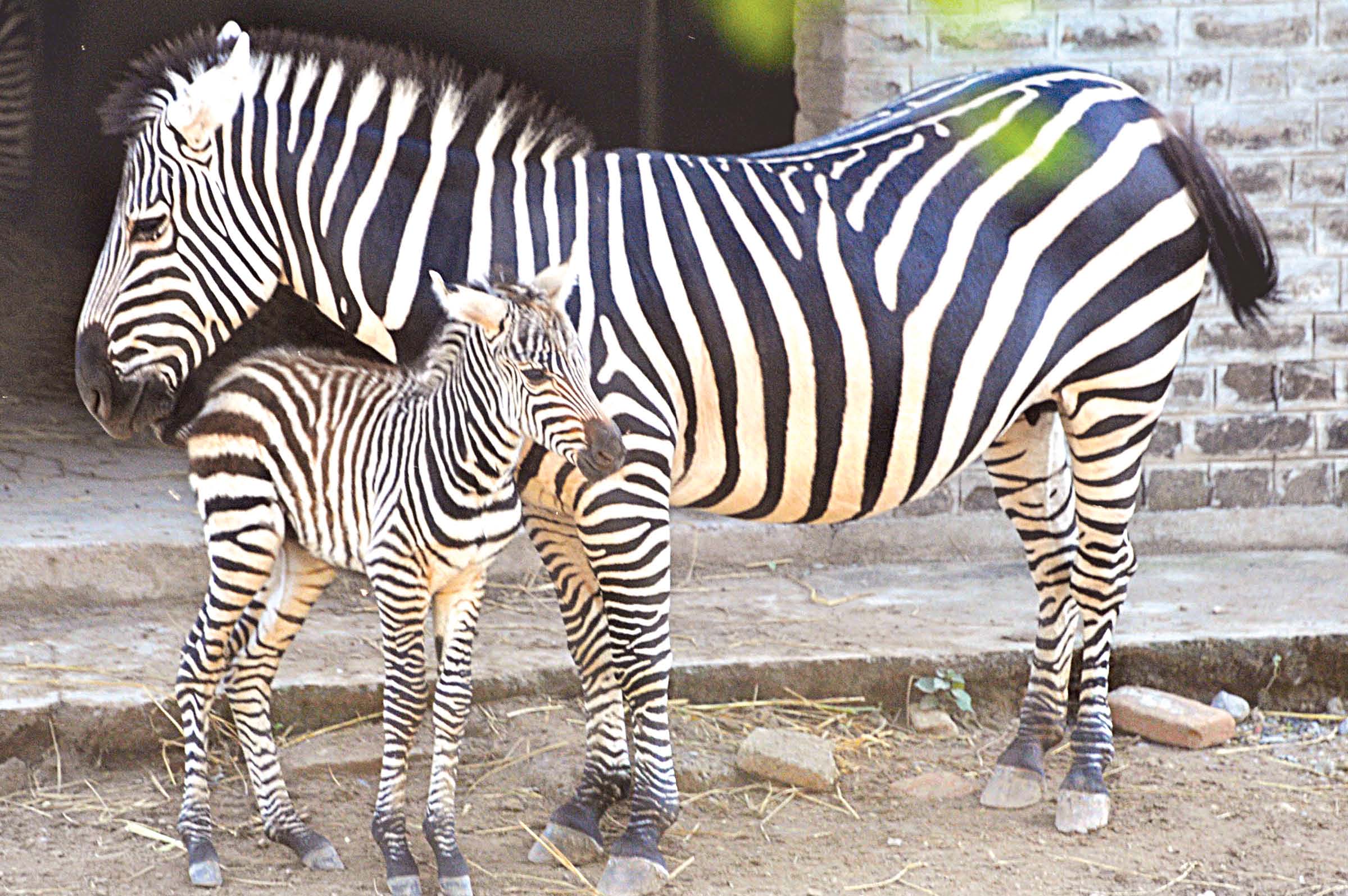 ‘Boding luck’: Baby zebra born on a special date