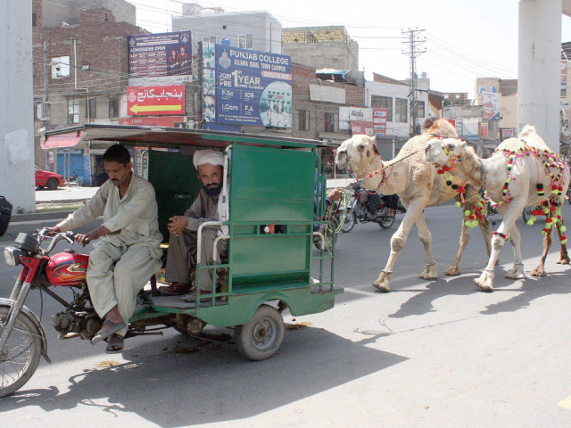 Lahore cattle market traders allege overcharging - Pakistan Today