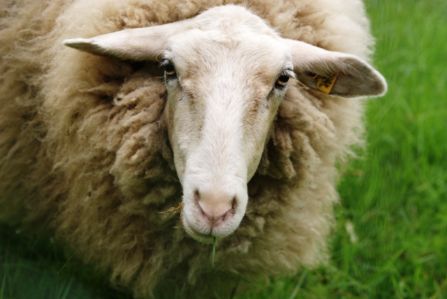 On six legs: Peshawar man owns 'unique' sheep