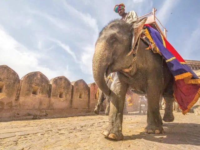 Bollywood stars back end to elephants in films - Pakistan Today
