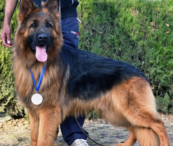 Sieger Dog Show 2012: At a competition for dogs, German Shepherds strut ...