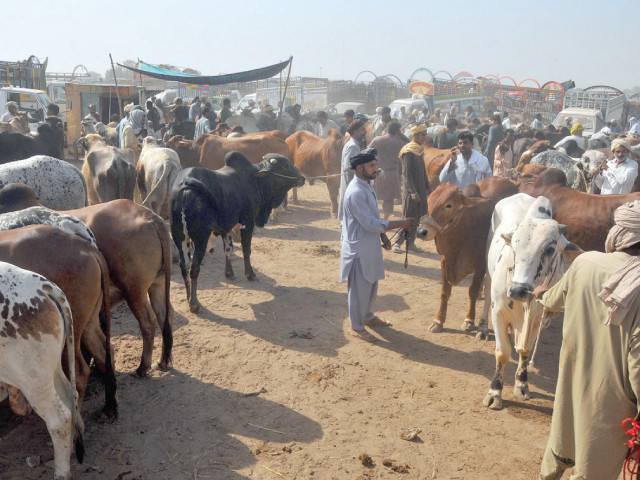 Eid sacrificial animal prices rise in cattle markets - Pakistan Today
