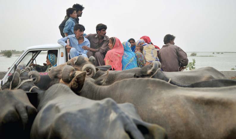 Seminar: ‘Most livestock is underfed’