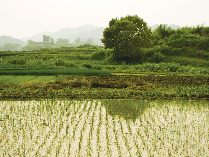 Farmer-led irrigation leads to better yields