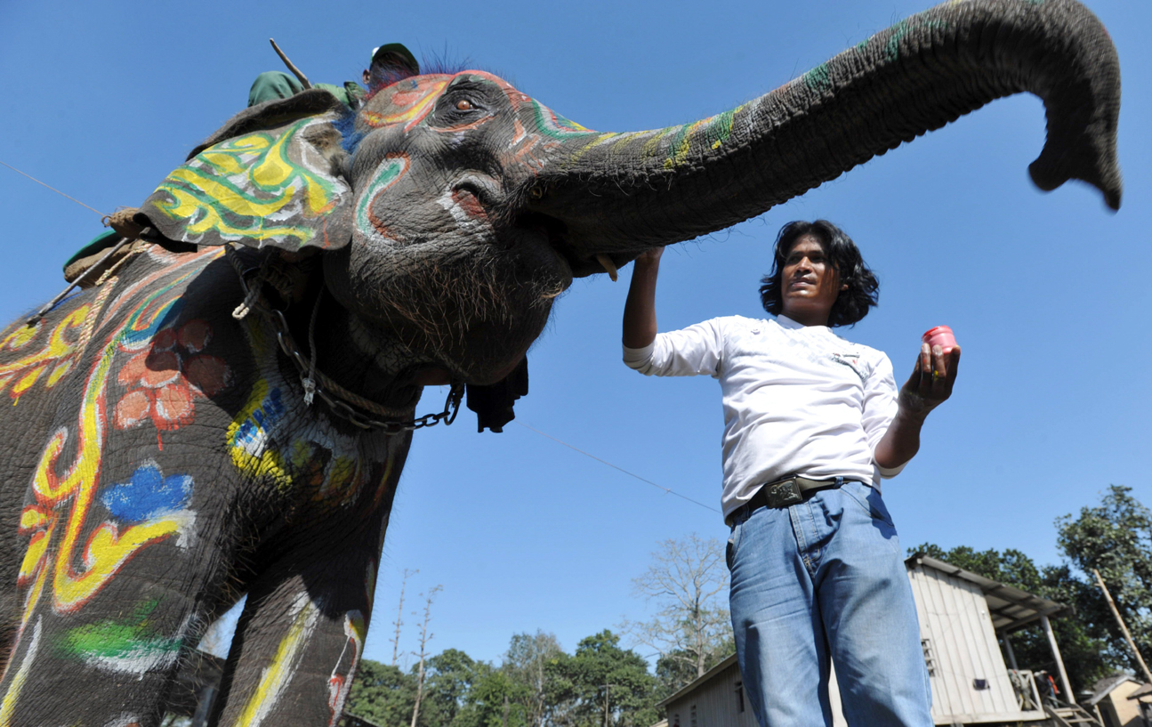 Meet Koshik the elephant who 'speaks' Korean