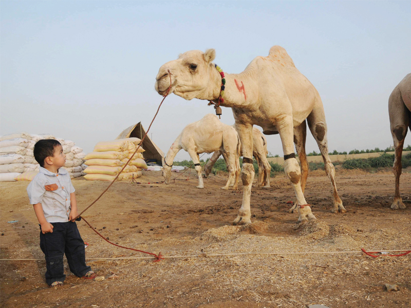Changing weather: Camels dying from ‘respiratory’ disease