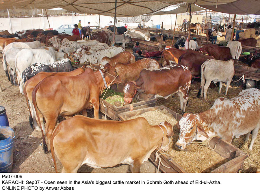 Beefing it up: Sohrab Goth’s cattle market opens for business