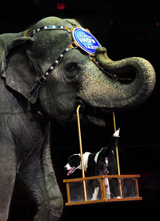 Ringling's 'greatest show on earth' to continue sans iconic elephants act"