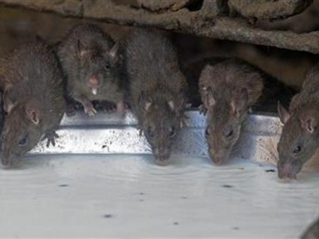 Bangladeshi farmer named national rat-killing champion