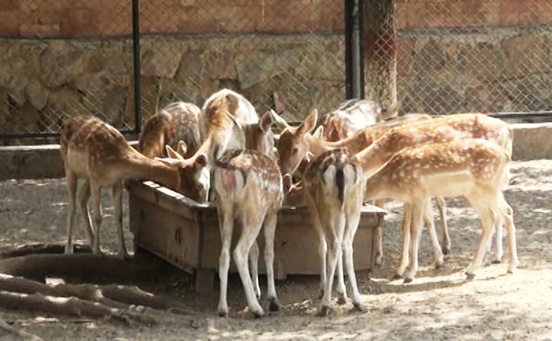 Fostering wildlife : Lahore Zoo on track with animal care