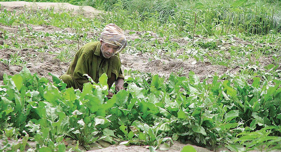 Recovery of crops to cost billions: UN