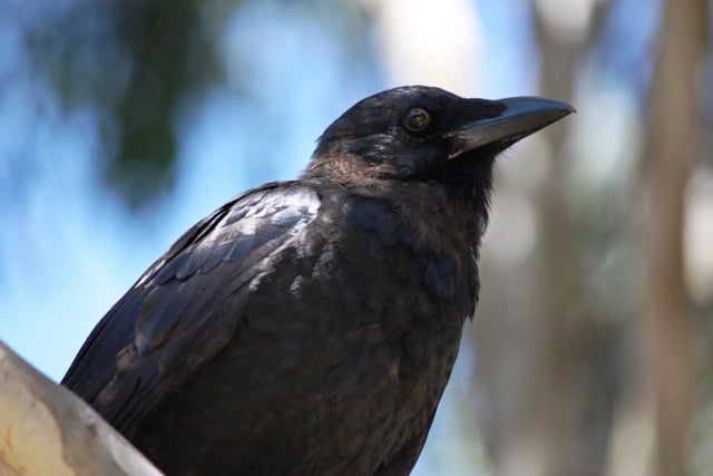 Balloons fight crows in Lithuanian city