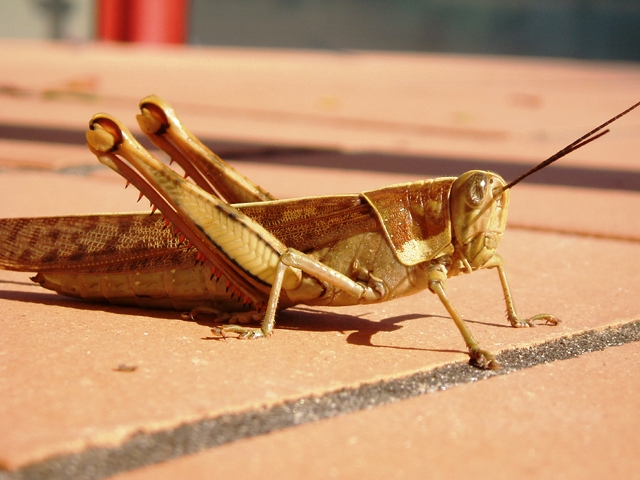 Look out for the locusts