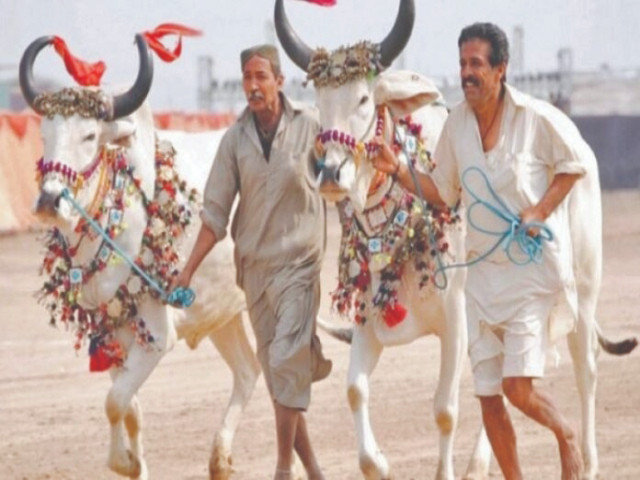 Karachi cattle show causes major traffic congestion - Pakistan Today